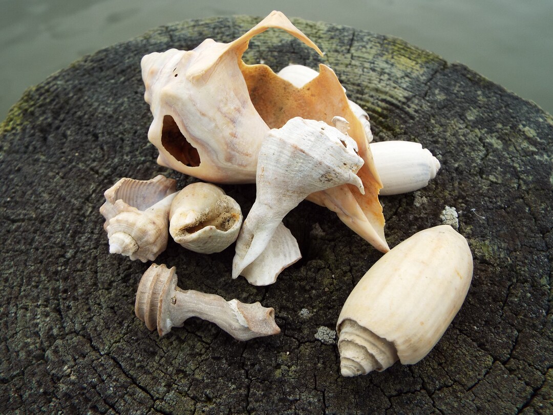 8 NC Conch Shell & Friends - Etsy
