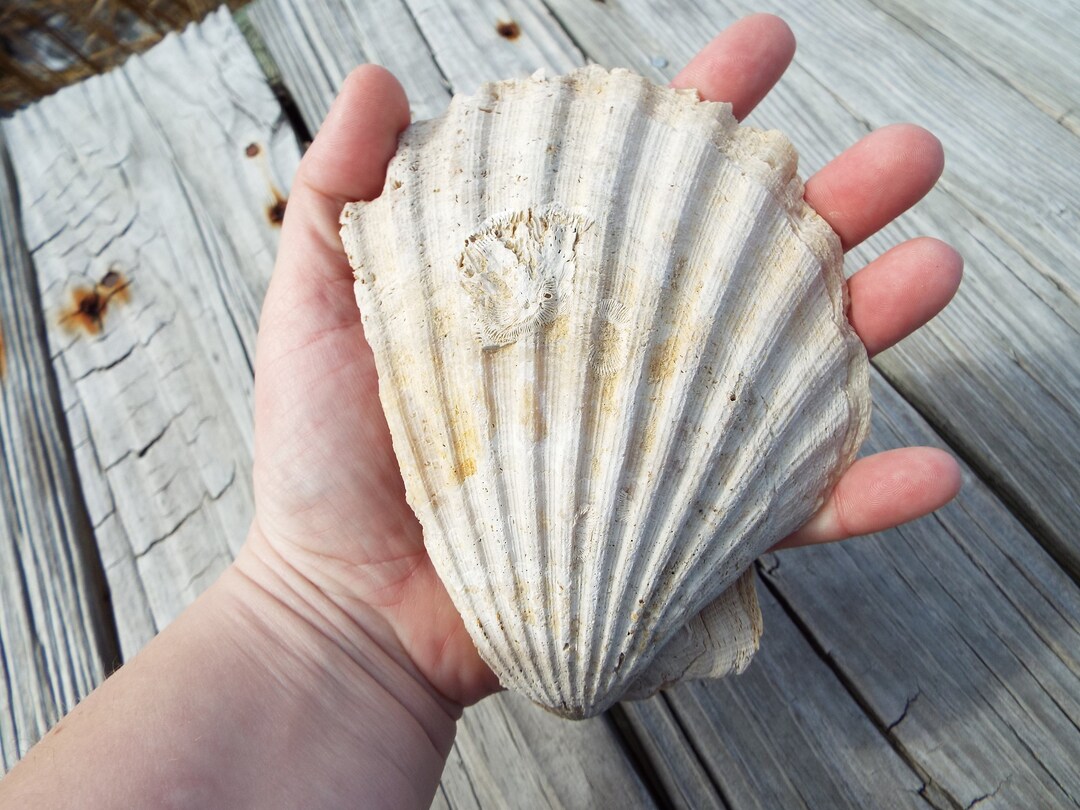 Vintage Lace, Half Fossilized Scallop Shell - Etsy
