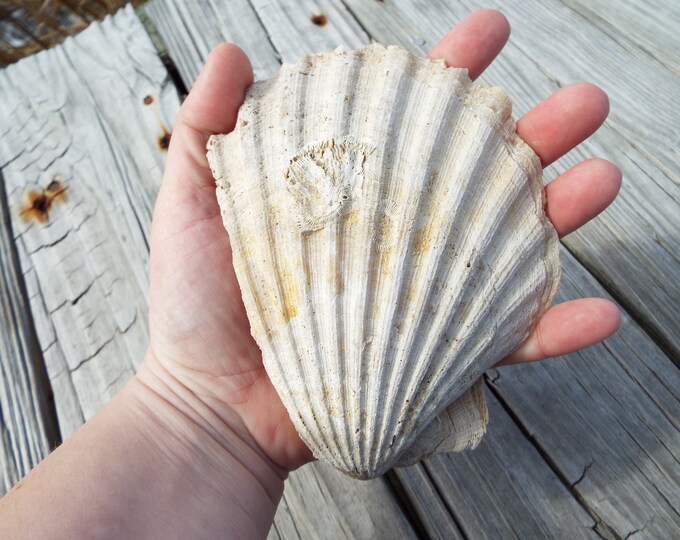 Vintage Lace, Half Fossilized Scallop Shell - Etsy