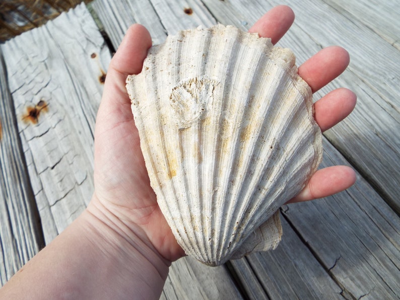 Vintage Lace Half Fossilized Scallop Shell - Etsy