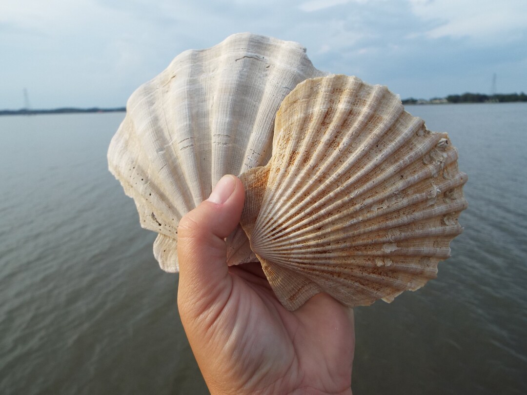 2 Fans, Mermaid Stacking Shells - Etsy