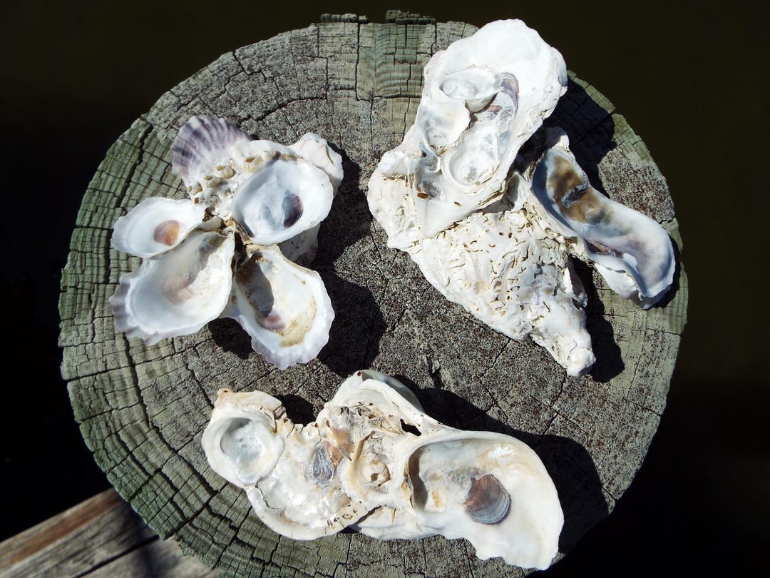 3 Count Oyster Shell Clusters - Etsy