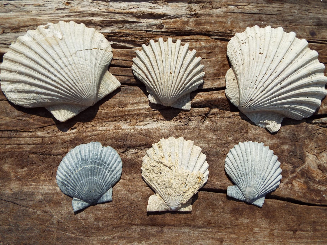 6 Mermaid Stacking Shells - Etsy