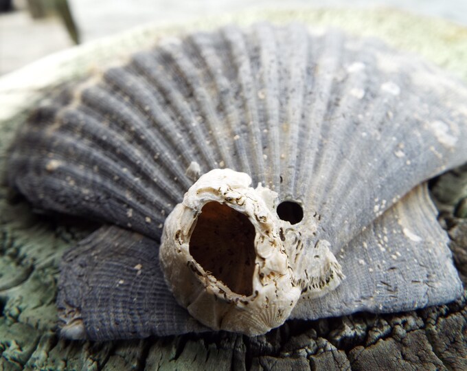 Evil Eye Shell With Barnacles, Fossil - Etsy