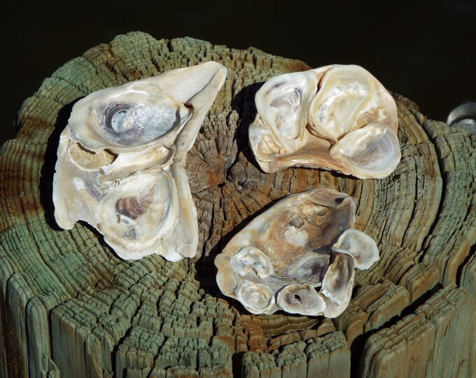 3 Golden Oyster Shell Clusters - Etsy