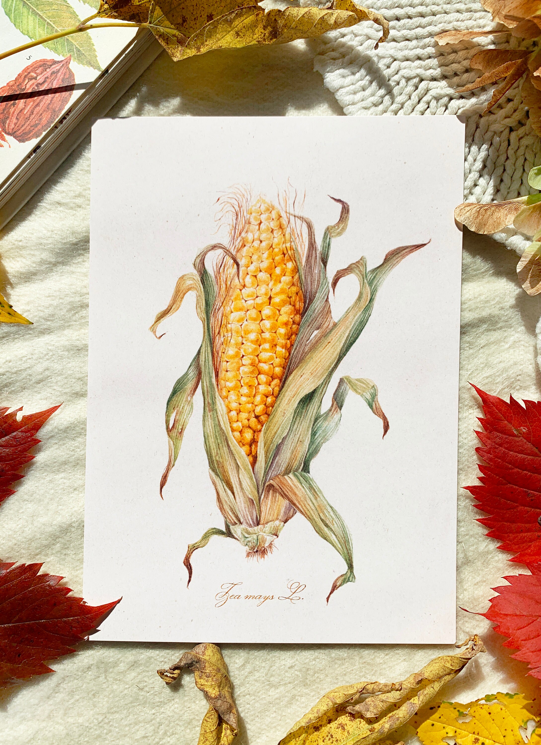 Corn Art Print, Botanical Illustration, Vegetable Poster, Kitchen Wall ...