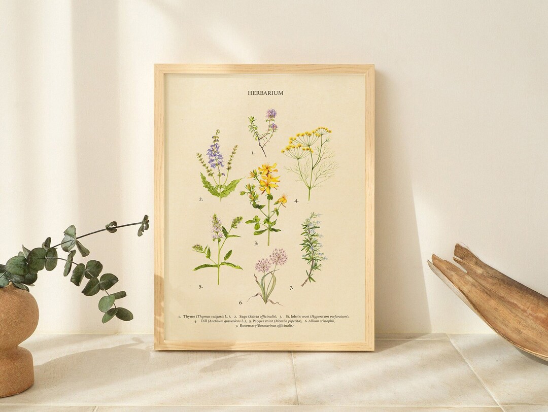 Herbs Art Print, Botanical Illustration, Herbs Poster,harbarium Wall ...