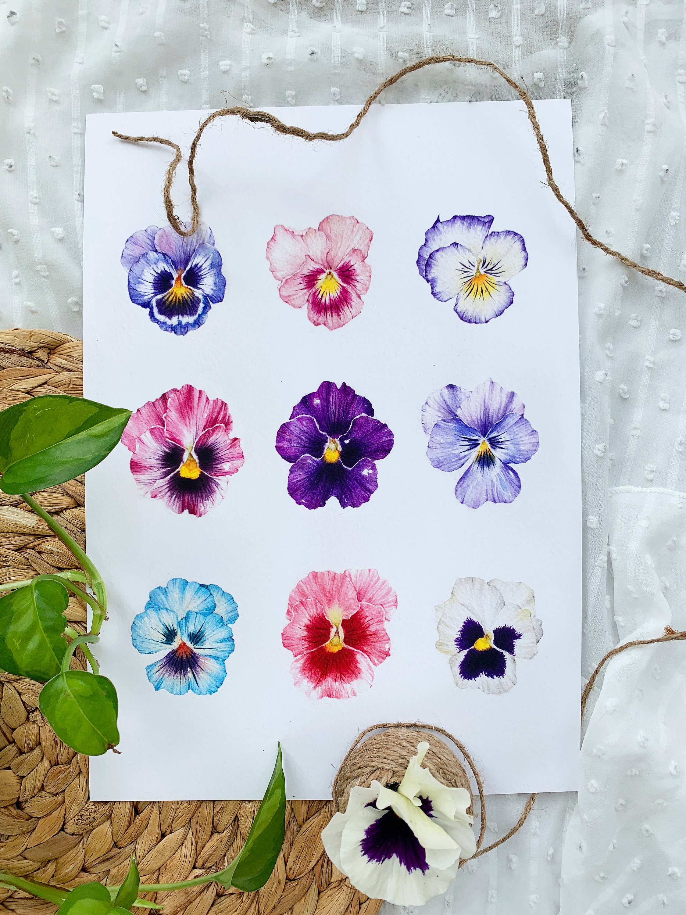 Pansy Art Print, Botanical Illustration, Flower Poster, Pansy Wall Art ...