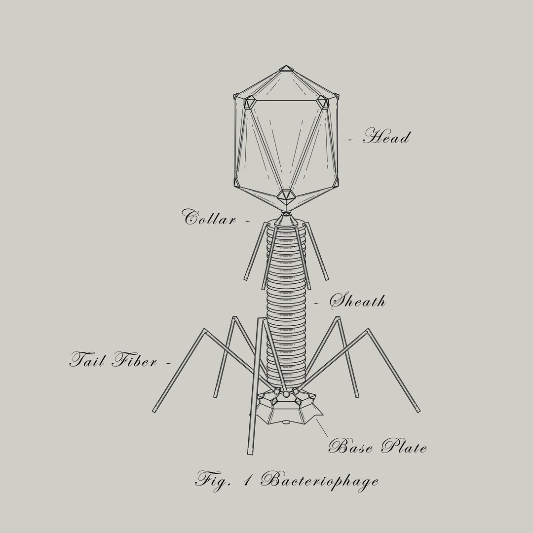 Phage Virus Schematic Shirt, Bacteriophage Tee, Biology Science T-shirt ...