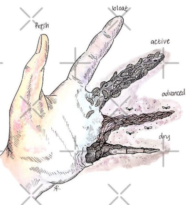 Stages of Decay Hand Art Print by Skye Rain Art Forensic - Etsy