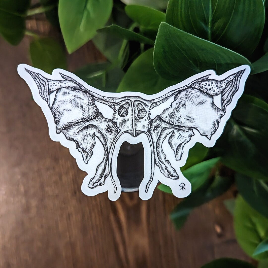 Sphenoid Bone Aka "butterfly Bone" - Sticker - Human Anatomy - Skull - Etsy