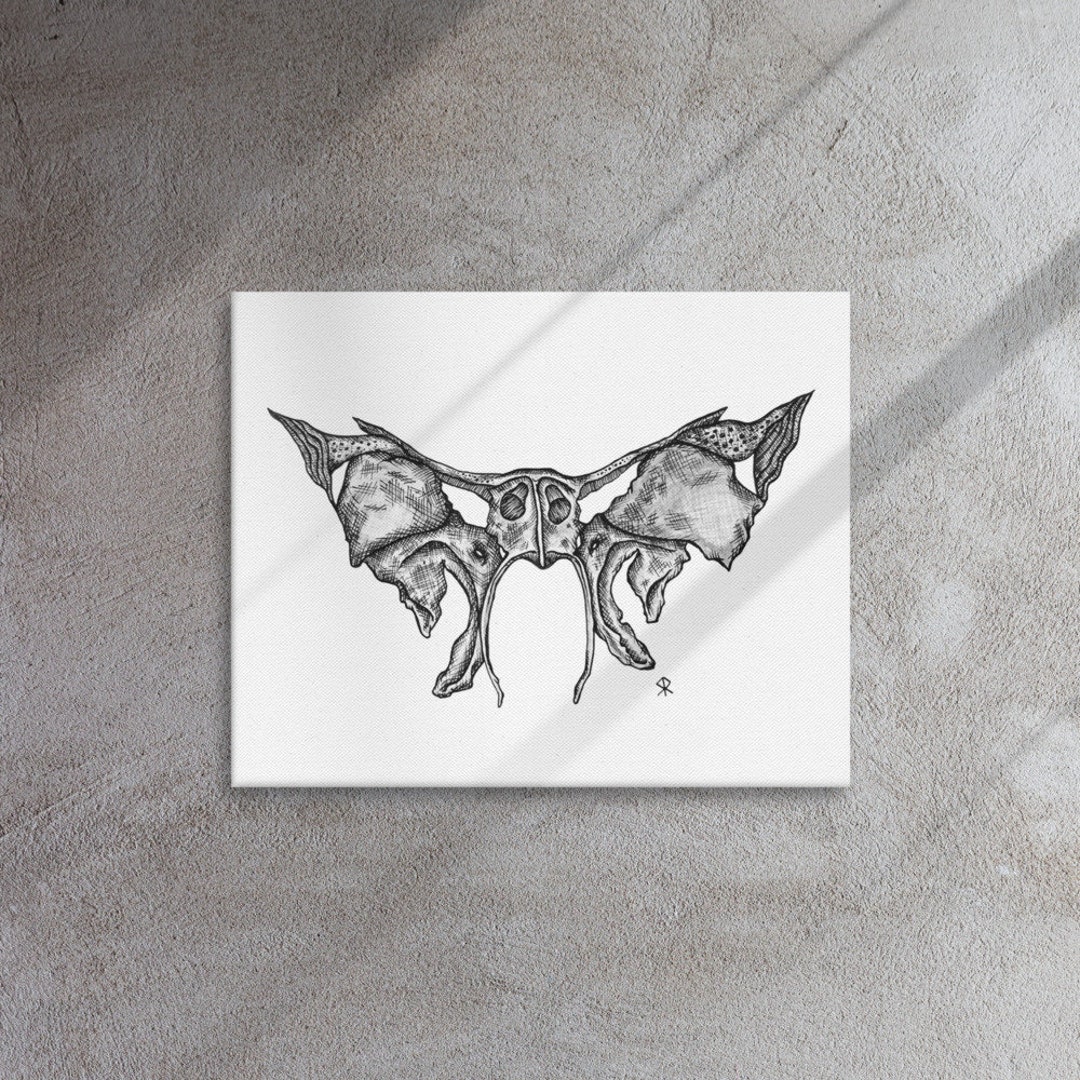 Sphenoid Bone Aka butterfly Bone Thin Canvas Print by Skye Rain Art ...