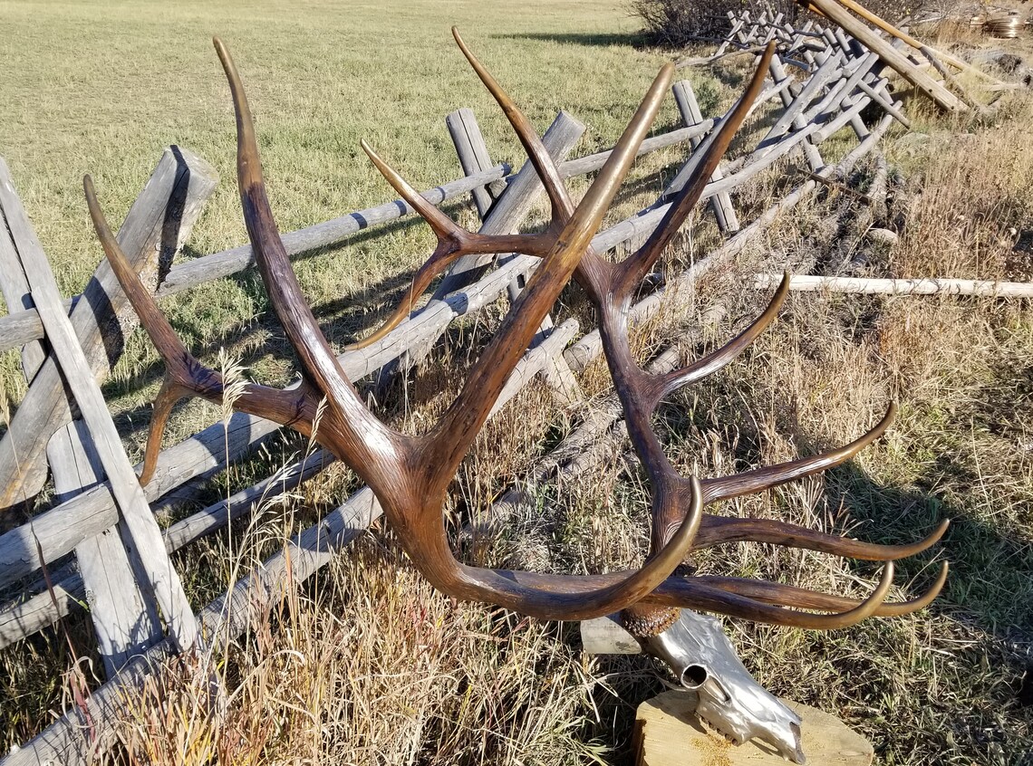 Hand Forged Rocky Mountain Elk Antler Replica. Solid Steel Antlers ...