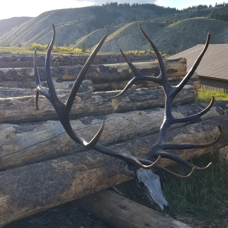 Skull With Antlers - Etsy