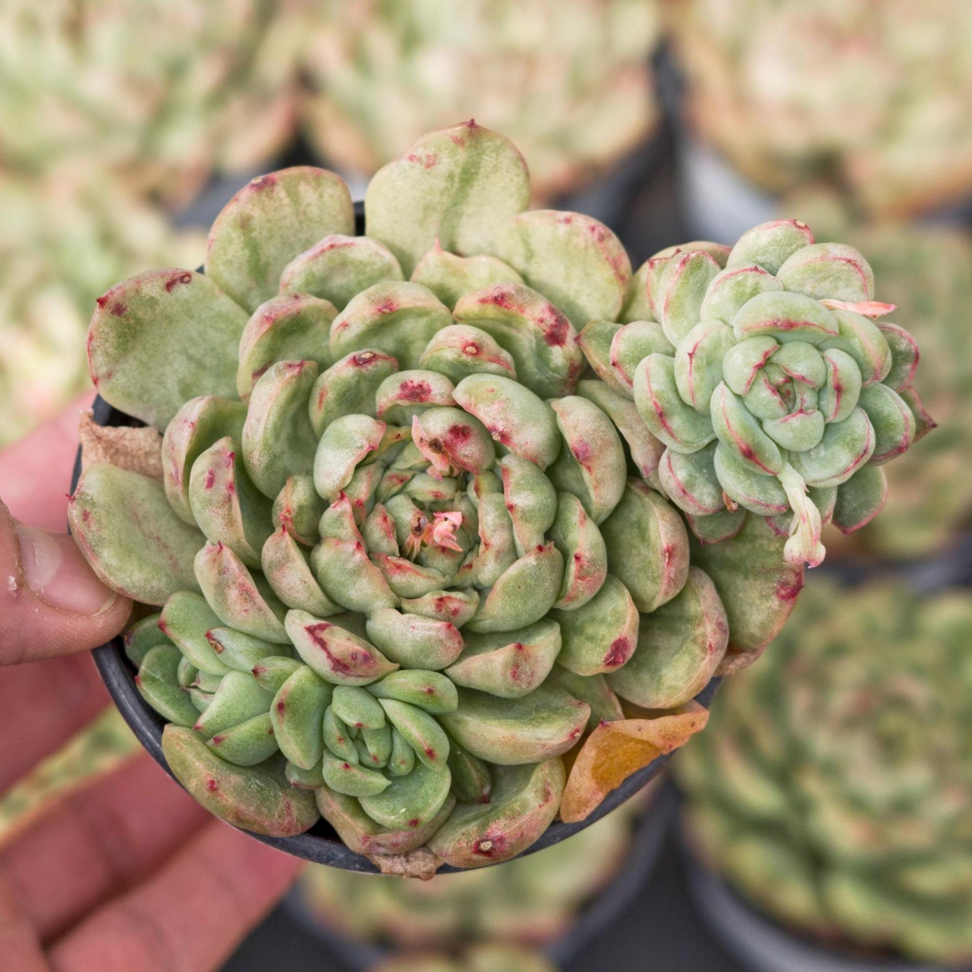 Echeveria Ice Angel,succulent Plant,succulent Gifts - Etsy