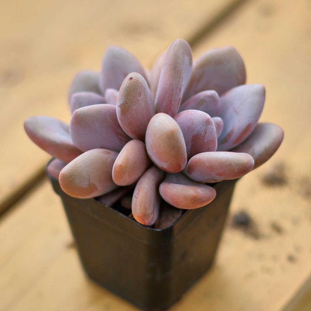 Graptopetalum Lavender Pebbles,succulent Plant,succulent Gifts - Etsy