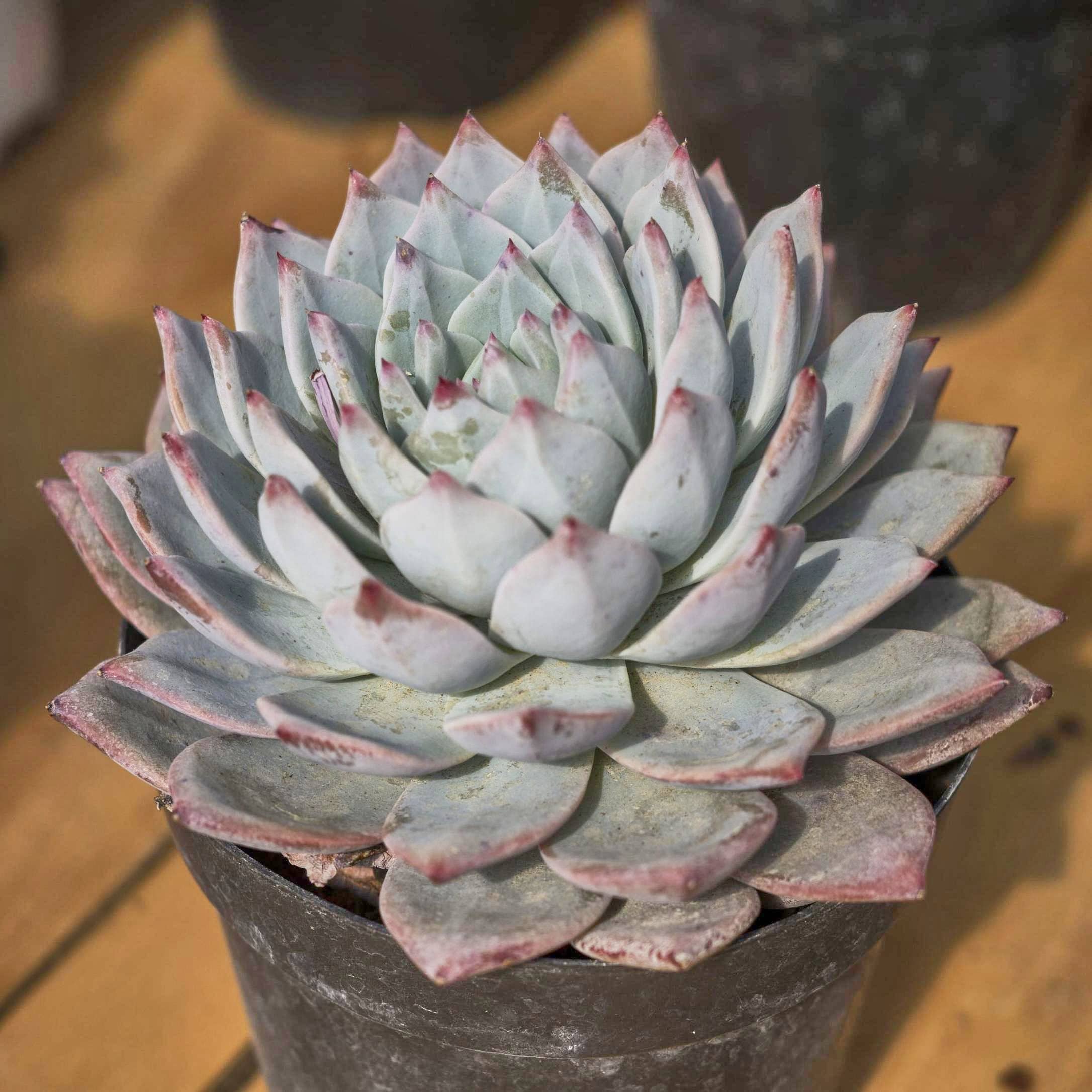 Echeveria Blue Bird,succulent Plant,succulent Gifts - Etsy