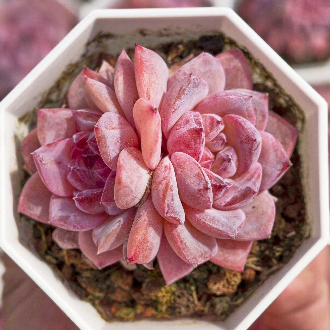Echeveria Crystal,succulent Plant,succulent Gifts - Etsy