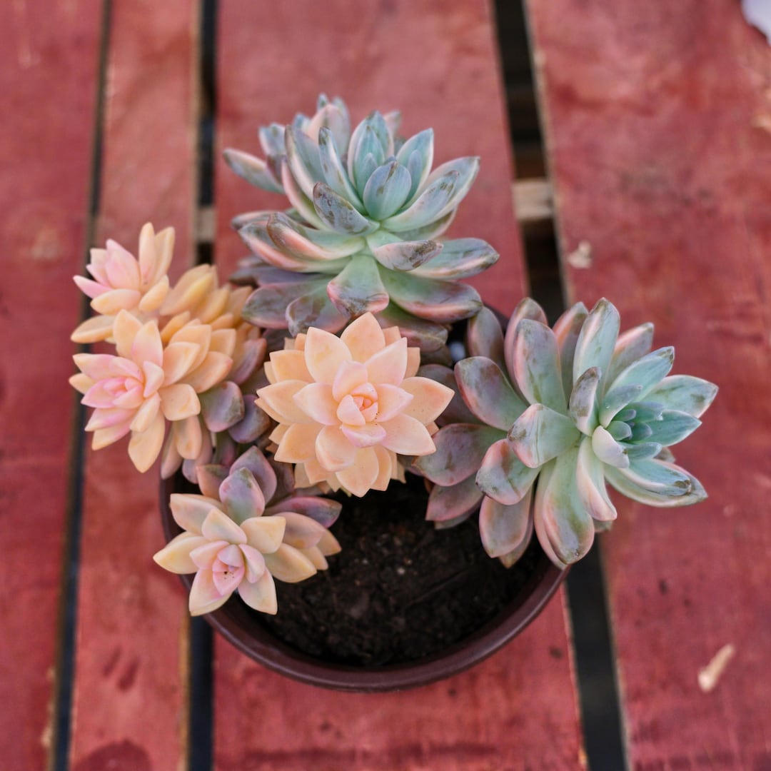 Graptoveria Victor Kane Variegated,succulent Plant,succulent Gifts - Etsy