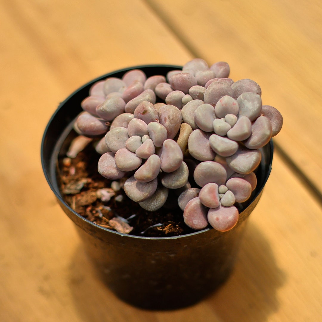 Graptopetalum Ellen,succulent Plant,succulent Gifts - Etsy