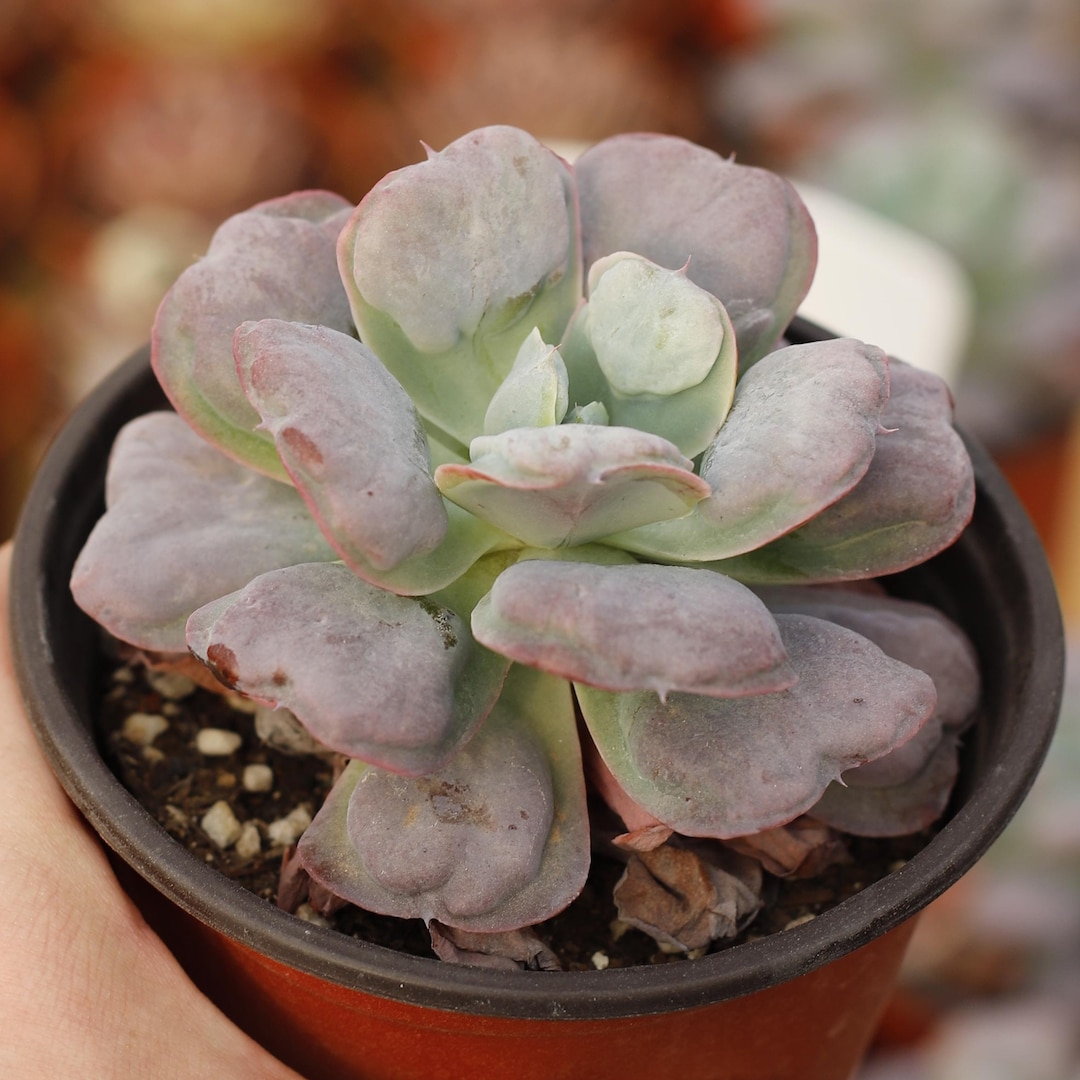 Echeveria Heart Moon,succulent Plant,succulent Gifts - Etsy