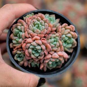 Echeveria Cute Bubble,succulent Plant,succulent Gifts - Etsy