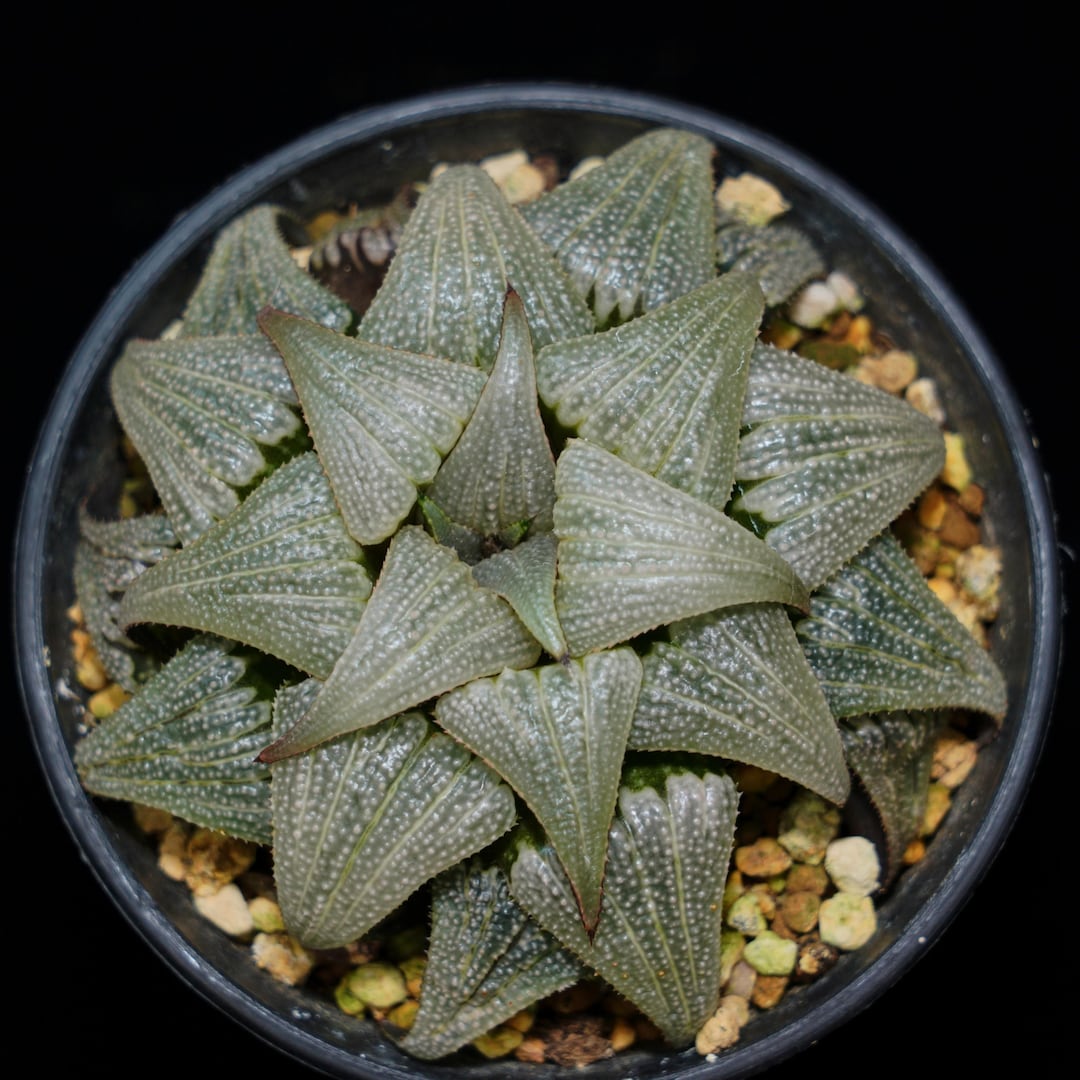 Haworthia Badia Aluminum Star, Succulent Plant,succulent Gifts - Etsy