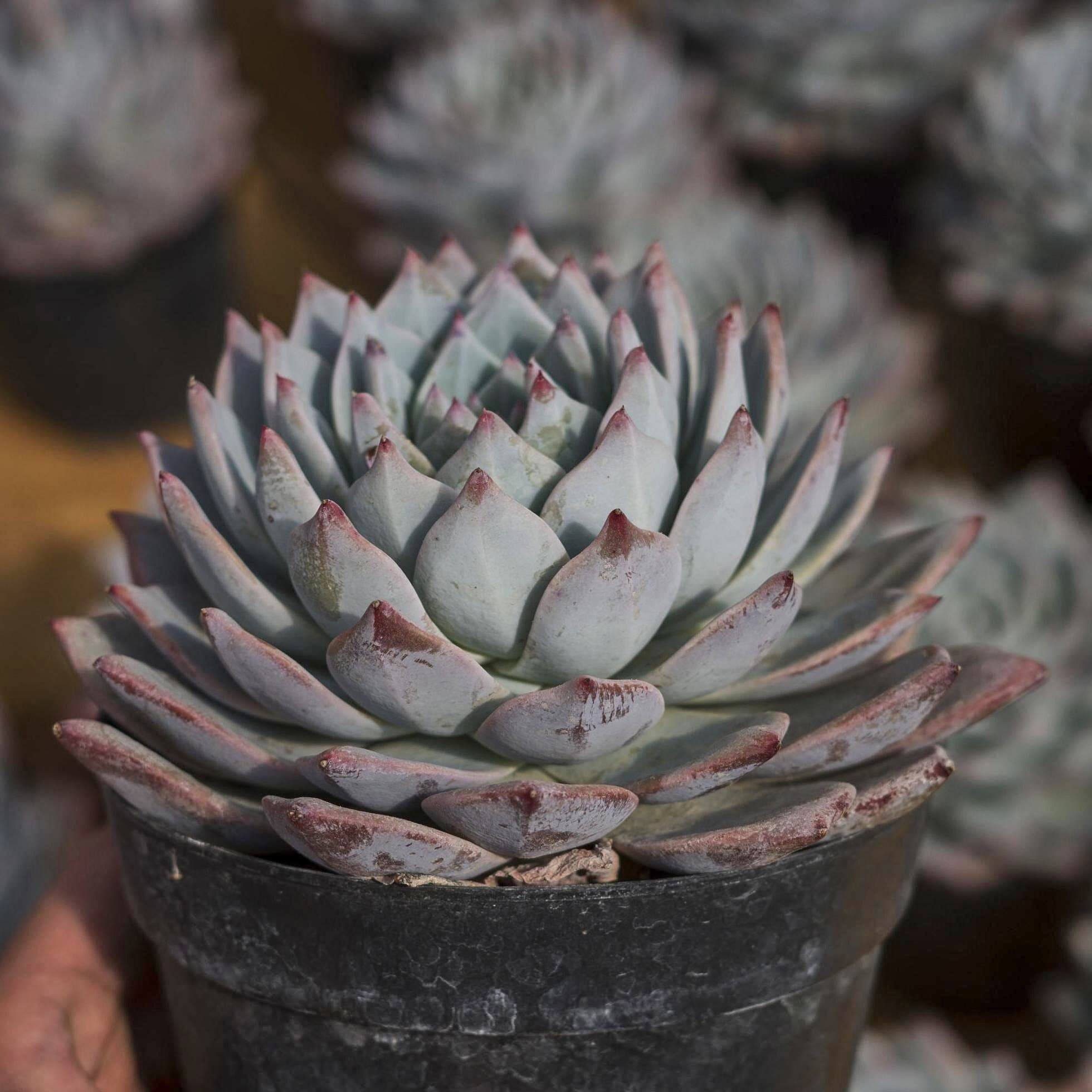 Echeveria Blue Bird,succulent Plant,succulent Gifts - Etsy