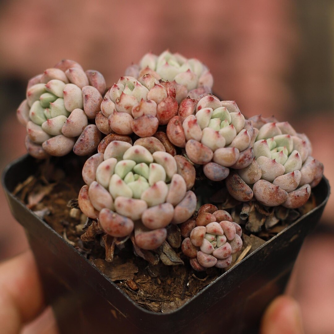Echeveria Red Embroidered Lady,succulent Plant,succulent Gifts - Etsy