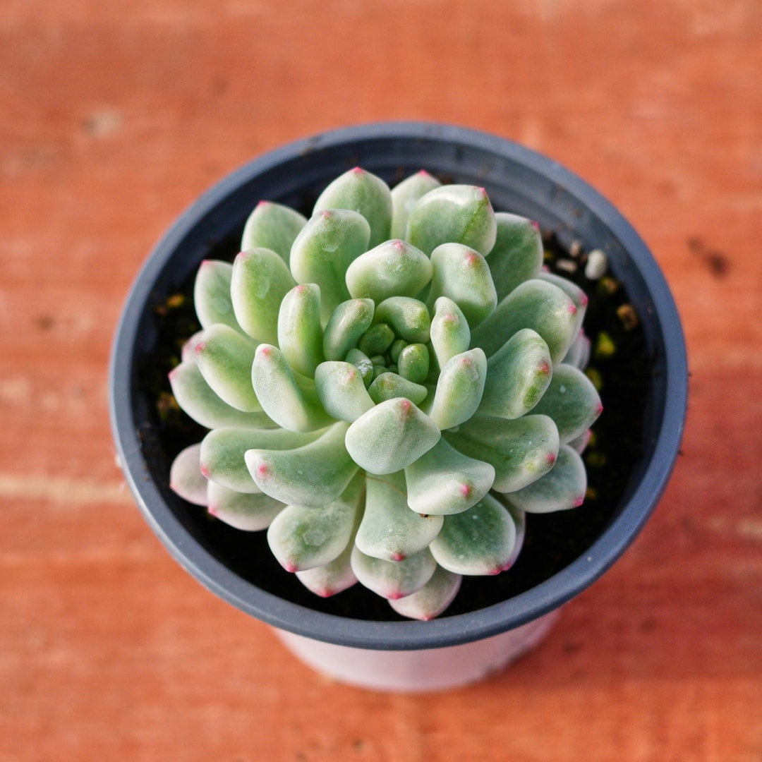 Echeveria Blue Apple Variegated,succulent Plant,succulent Gifts - Etsy