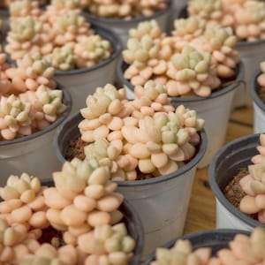 Pachyphytum Bubble Candy,succulent Plant,succulent Gifts - Etsy