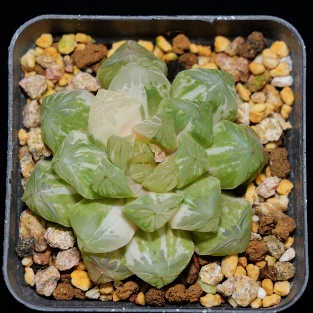Haworthia Cooperi Suzhou Variegated, Succulent Plant,succulent Gifts - Etsy