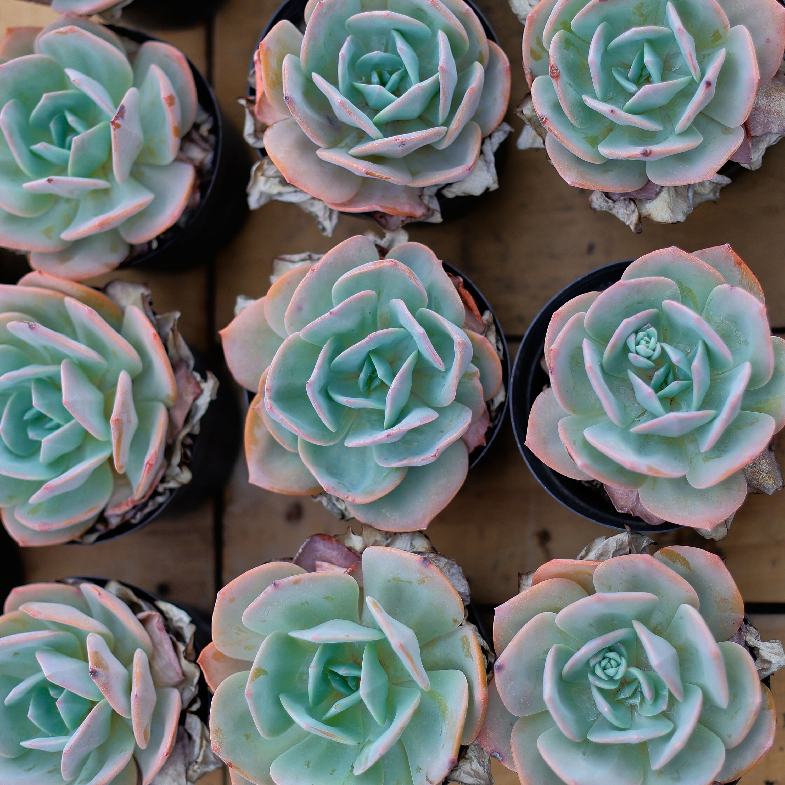 Echeveria Atlantis,succulent Plant,succulent Gifts - Etsy