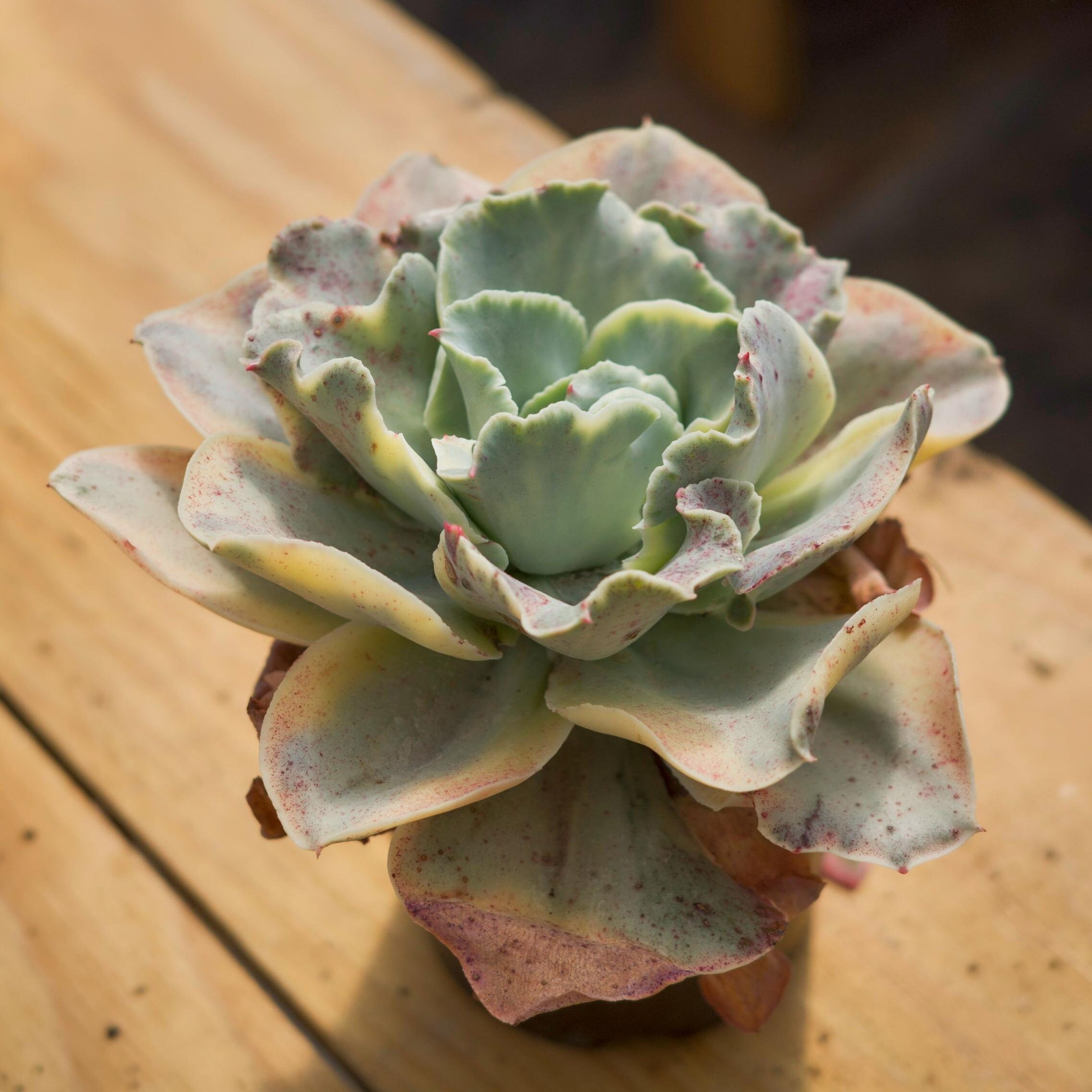 Echeveria Moon River Variegated ,succulent Plant,succulent Gifts - Etsy