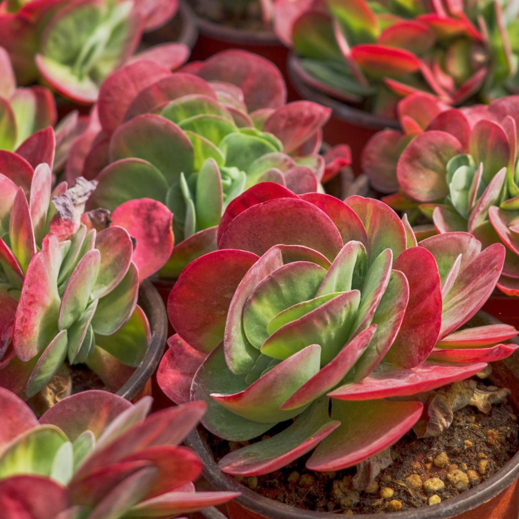 Kalanchoe Thyrsifolia Variegated Crested,succulent Plant,succulent ...