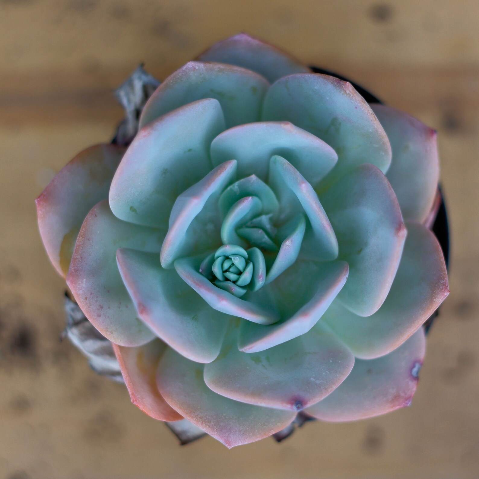 Echeveria Atlantis,succulent Plant,succulent Gifts - Etsy