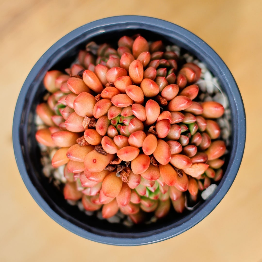 Sedeveria Pink Ruby,succulent Plant,succulent Gifts - Etsy