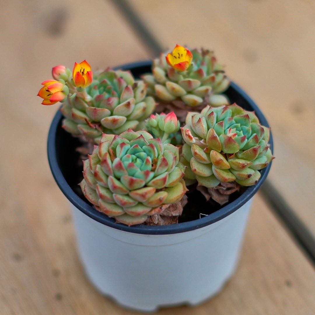 Echeveria Panda Face,succulent Plant,succulent Gifts - Etsy