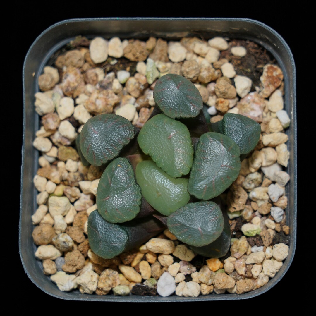 Haworthia Maughanii Red Moon, Succulent Plant,succulent Gifts - Etsy