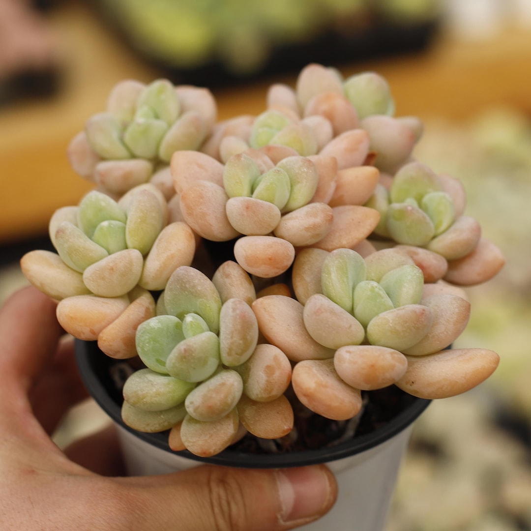 Graptosedum Miul,succulent Plant,succulent Gifts - Etsy