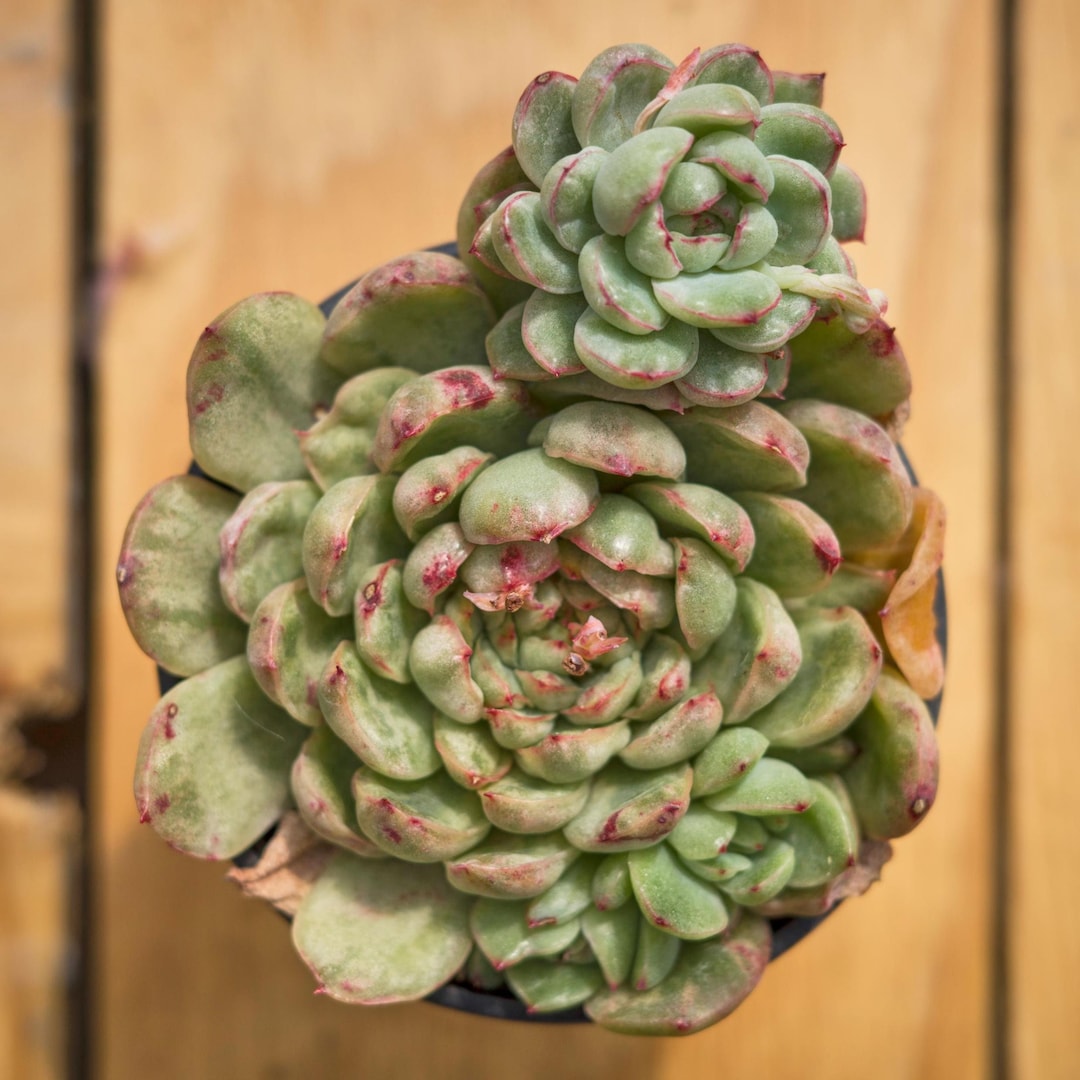 Echeveria Ice Angel,succulent Plant,succulent Gifts - Etsy
