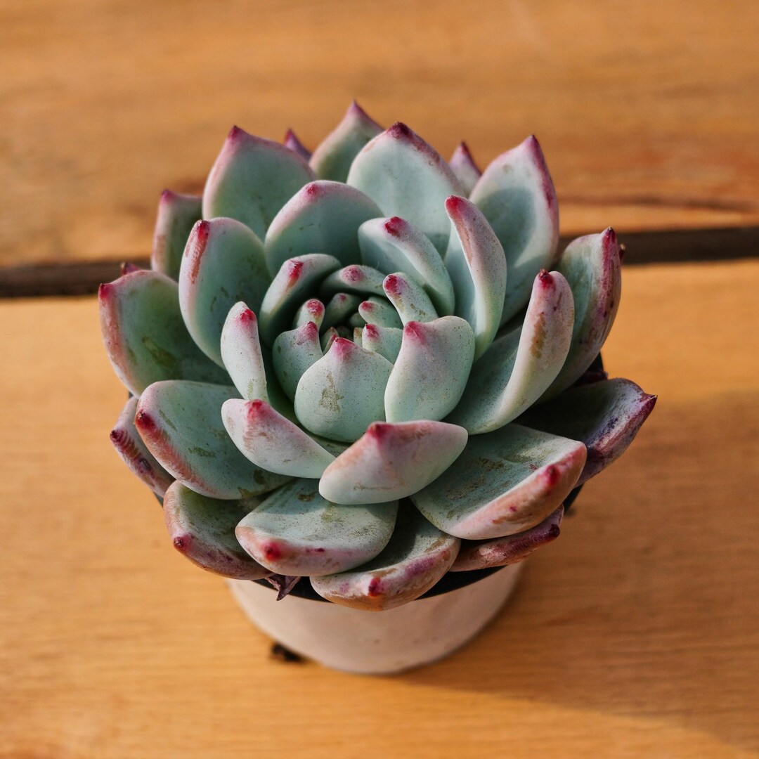Echeveria Colorata Brandtii,succulent Plant,succulent Gifts - Etsy