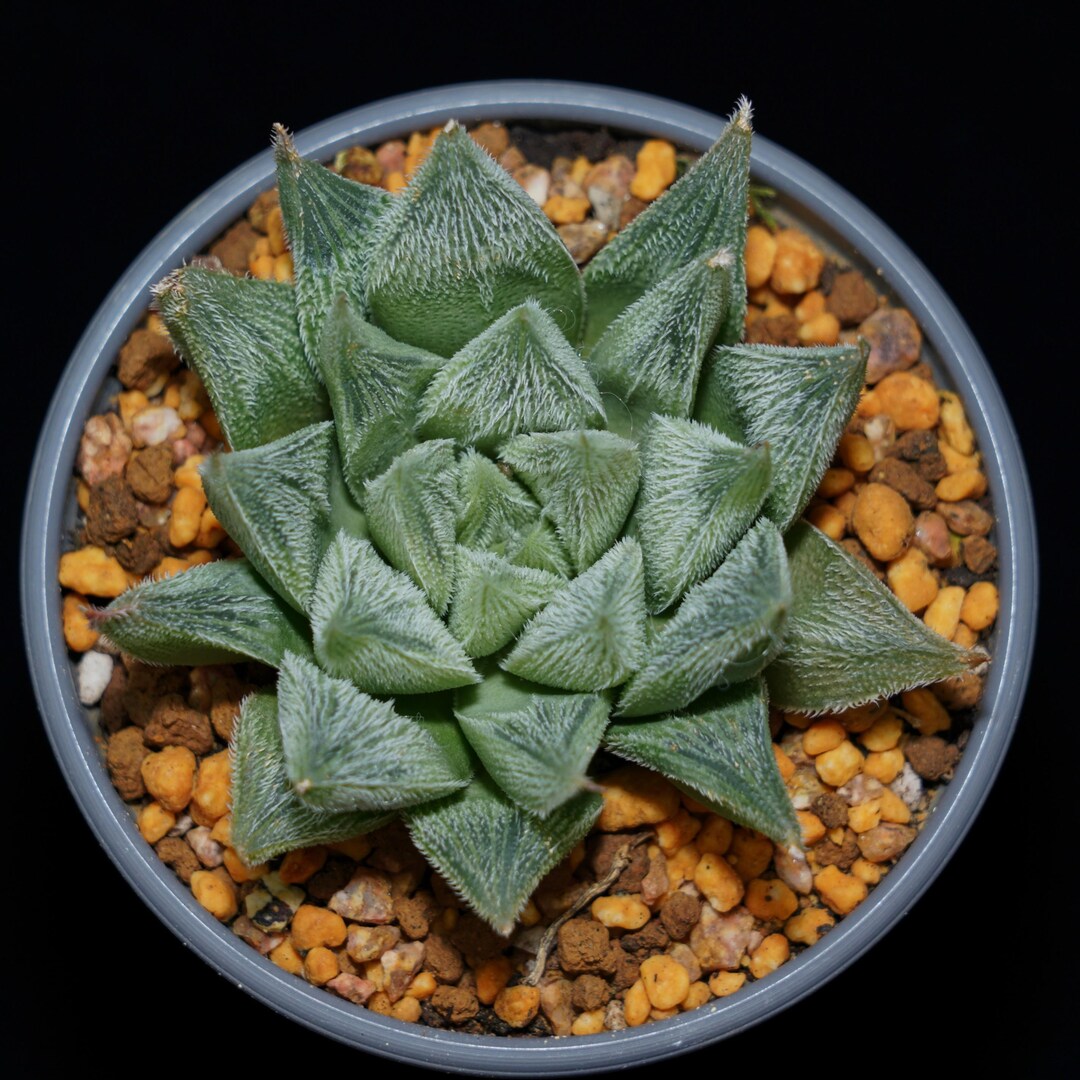 Haworthia Cooperi White Fox, Succulent Plant,succulent Gifts - Etsy
