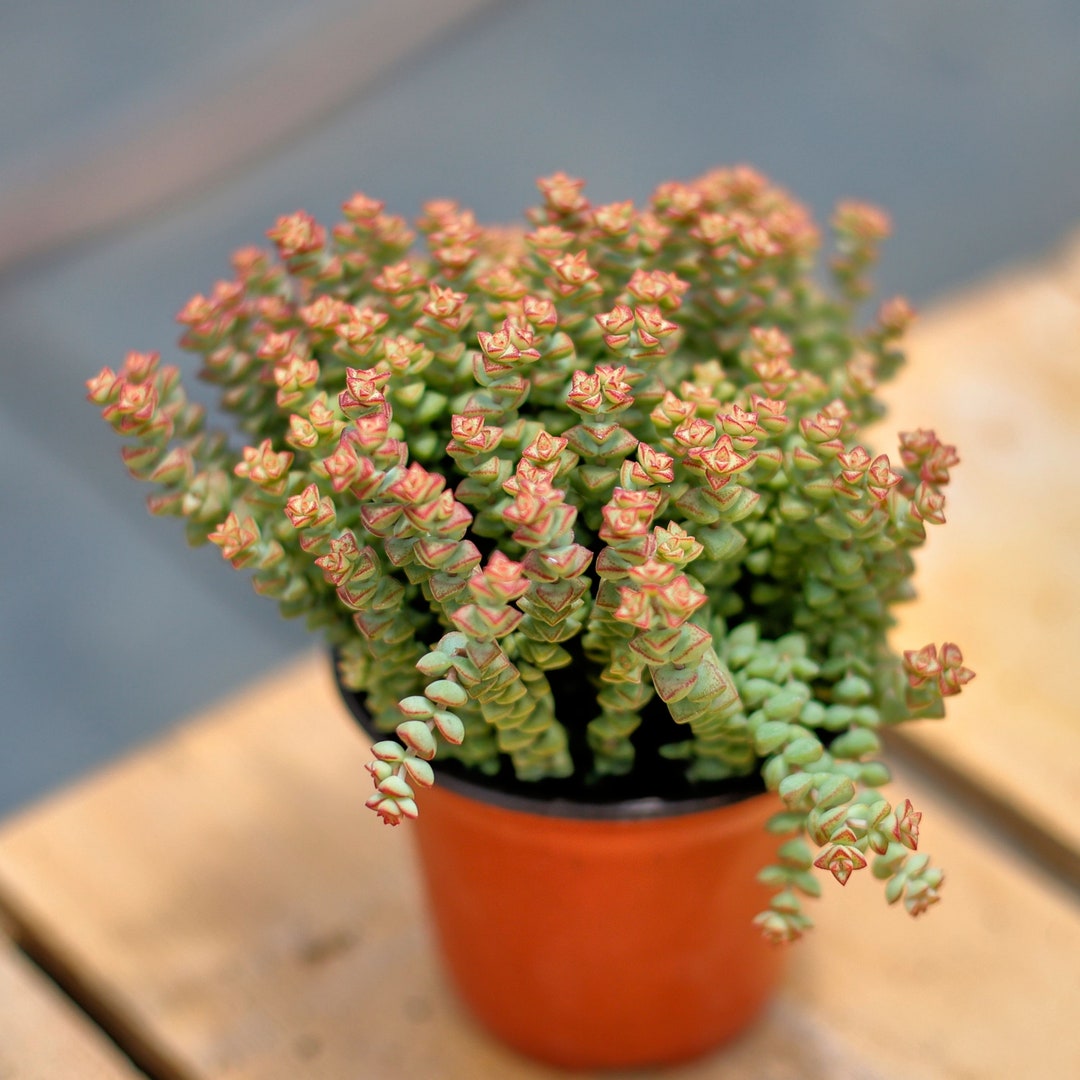 Crassula Tom Thumb,succulent Plant,succulent Gifts - Etsy