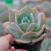 Echeveria Atlantis,succulent Plant,succulent Gifts - Etsy
