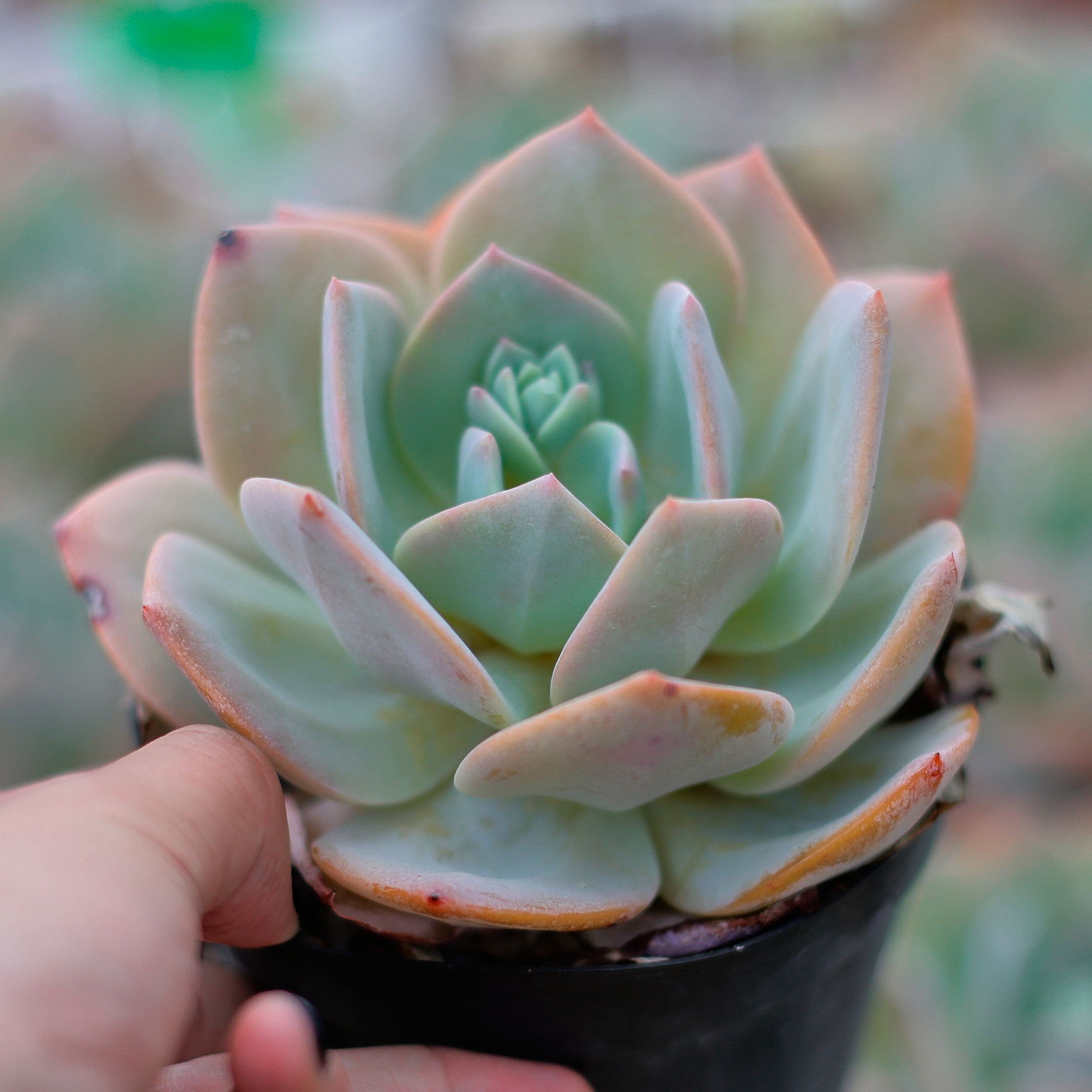 Echeveria Atlantis,succulent Plant,succulent Gifts - Etsy