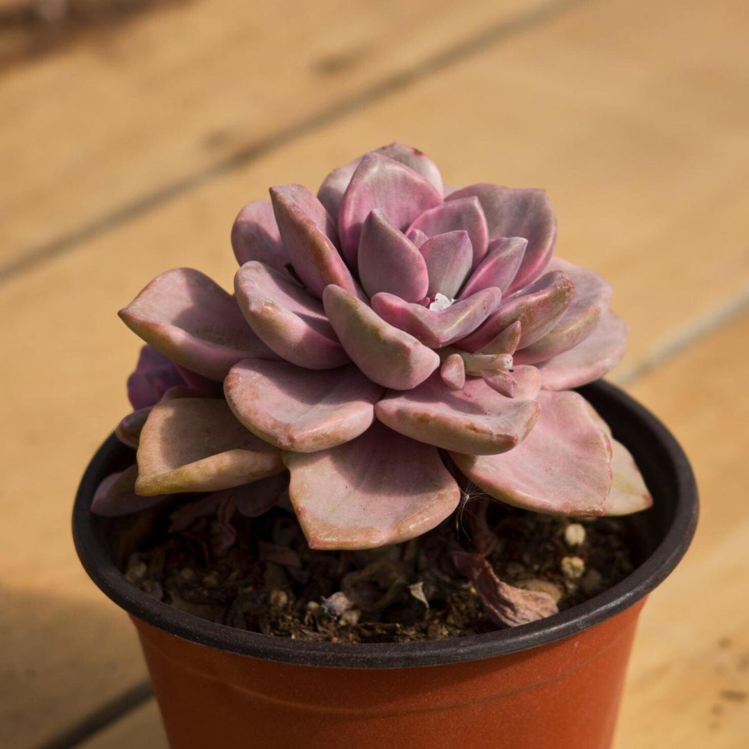 Graptoveria Gypsy Variegated,succulent Plant,succulent Gifts - Etsy