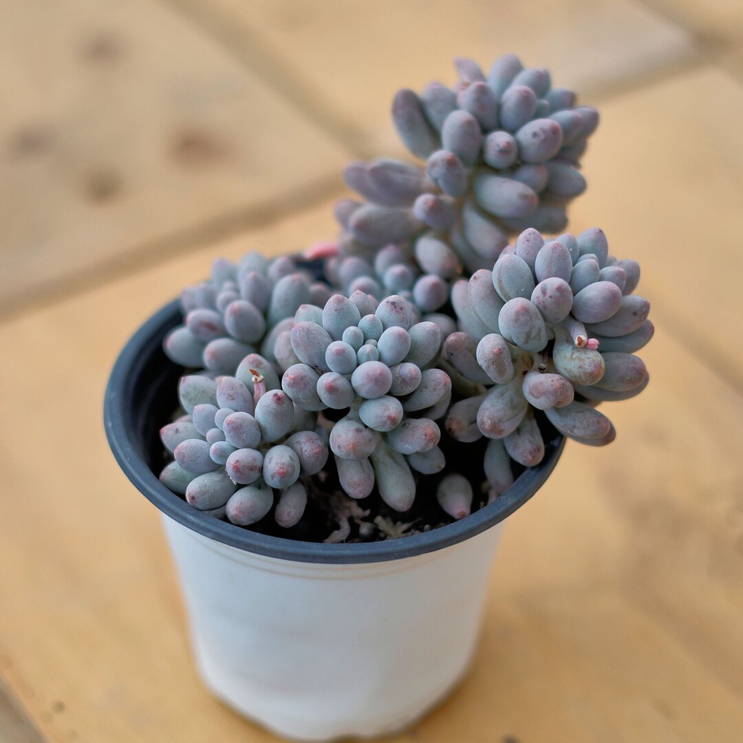 Pachyphytum Baby Finger,succulent Plant,succulent Gifts - Etsy