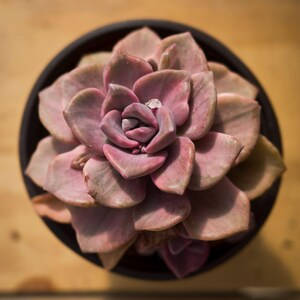 Graptoveria Gypsy Variegated,succulent Plant,succulent Gifts - Etsy