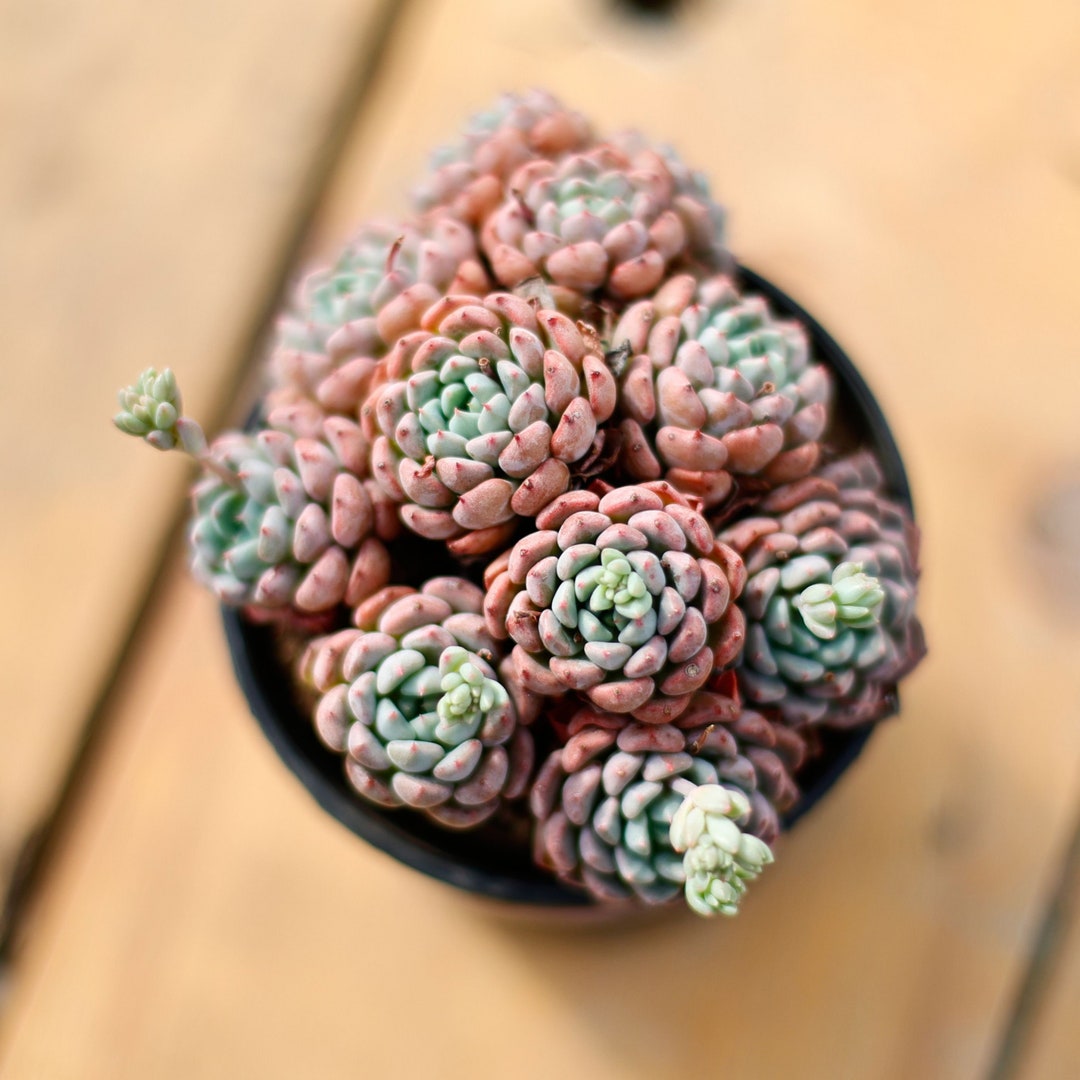 Echeveria Bella Rouge,succulent Plant,succulent Gifts - Etsy